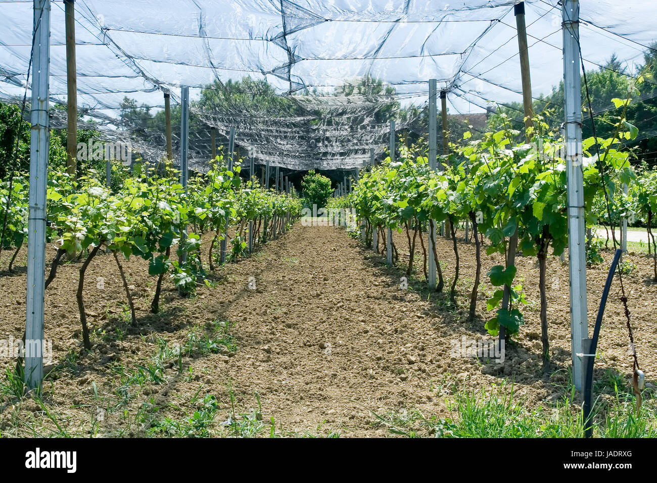 Hail net vineyard hi-res stock photography and images - Alamy