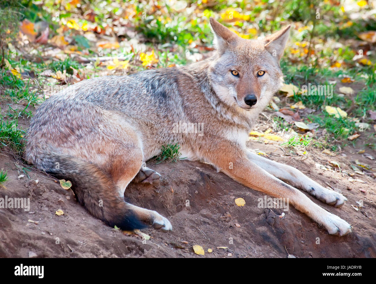 On a fall day a coyote is looking at the camera while lying down Stock ...