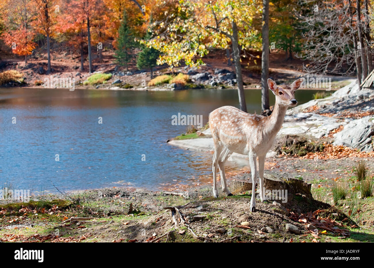 Fallow deer standing by the lake on a fall day Stock Photo - Alamy