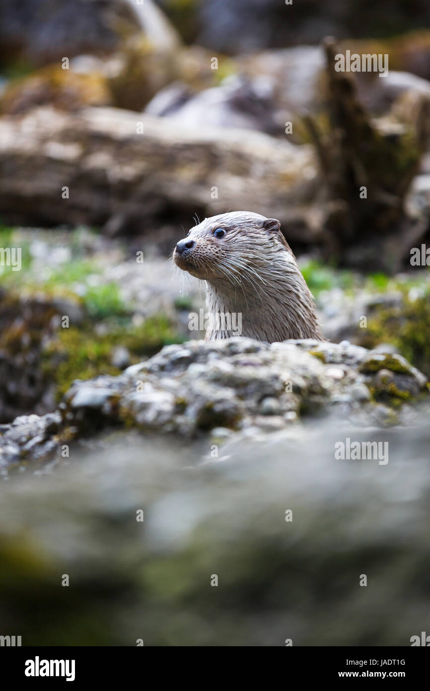 Eurasian otter (Lutra lutra Stock Photo - Alamy