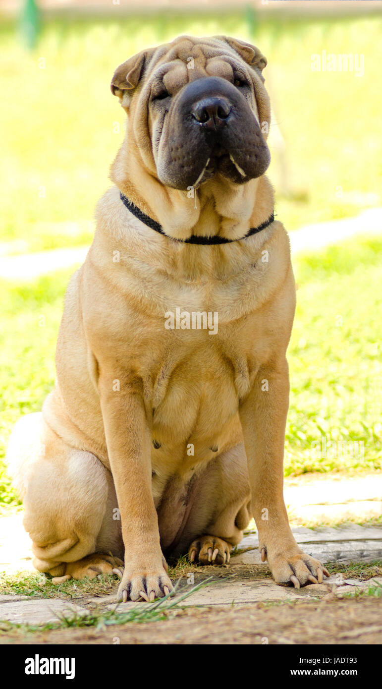 Chinese shar pei hunting hi-res stock photography and images - Alamy
