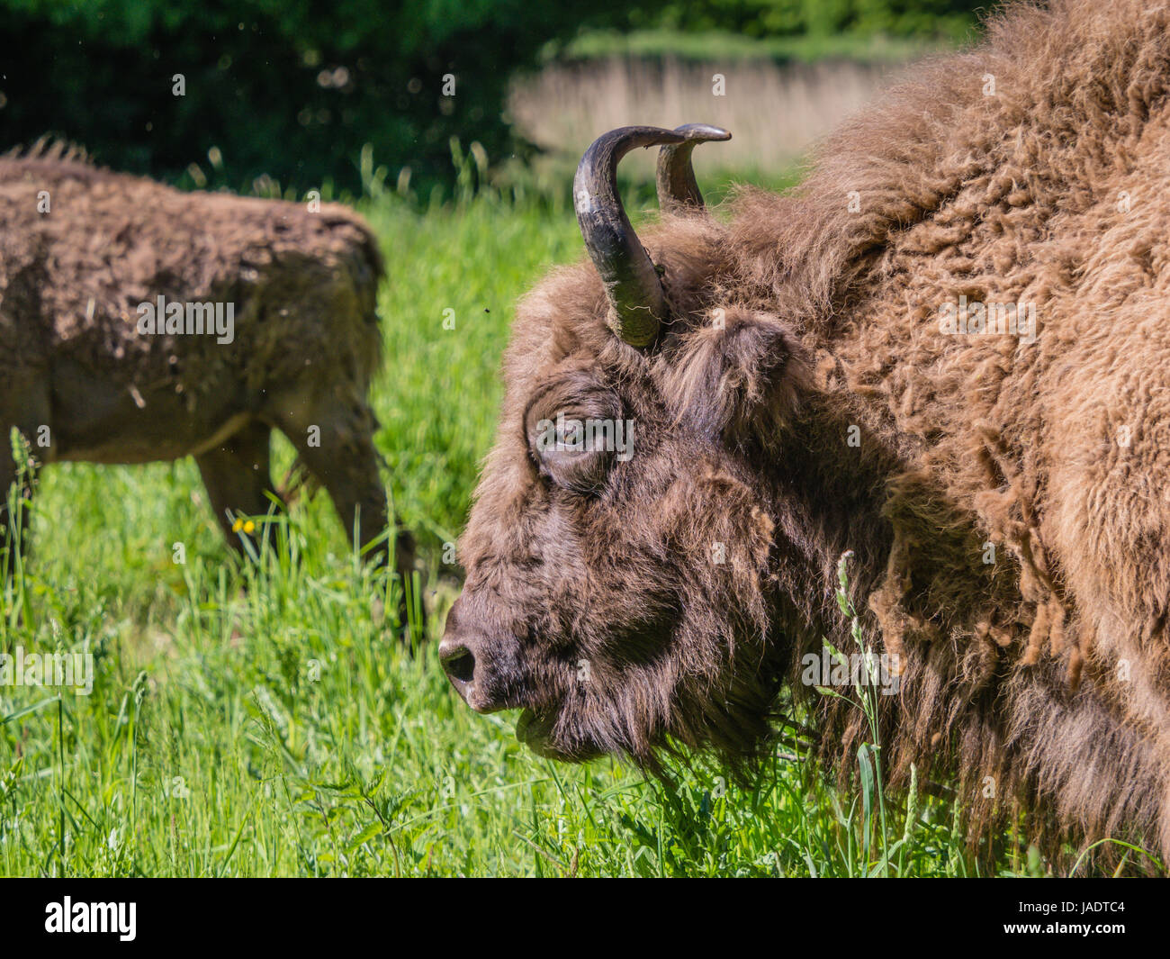 European bison or wisent grazing in green field Stock Photo - Alamy
