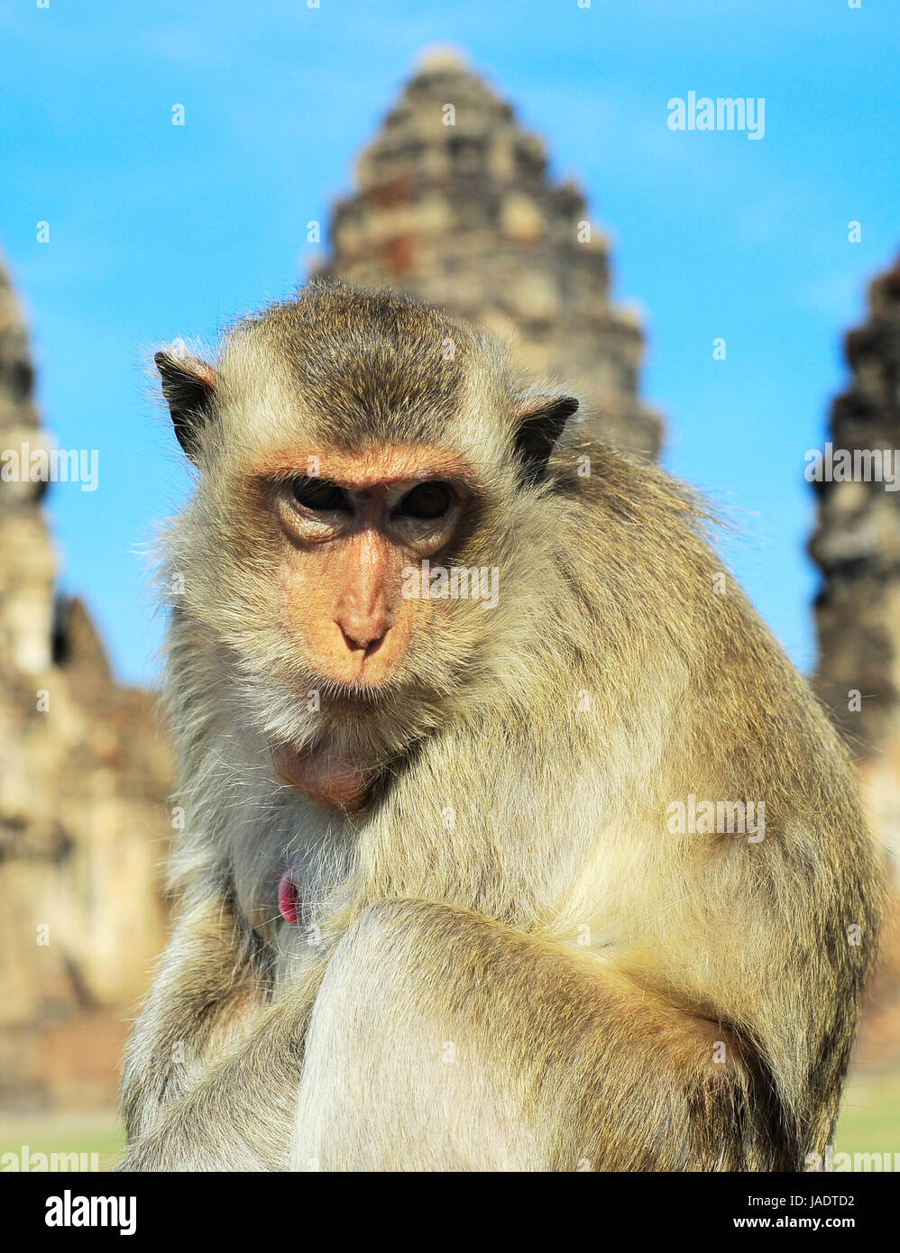 Closeup portrait of a monkey in front of Prang Sam Yot, the Khmer ...