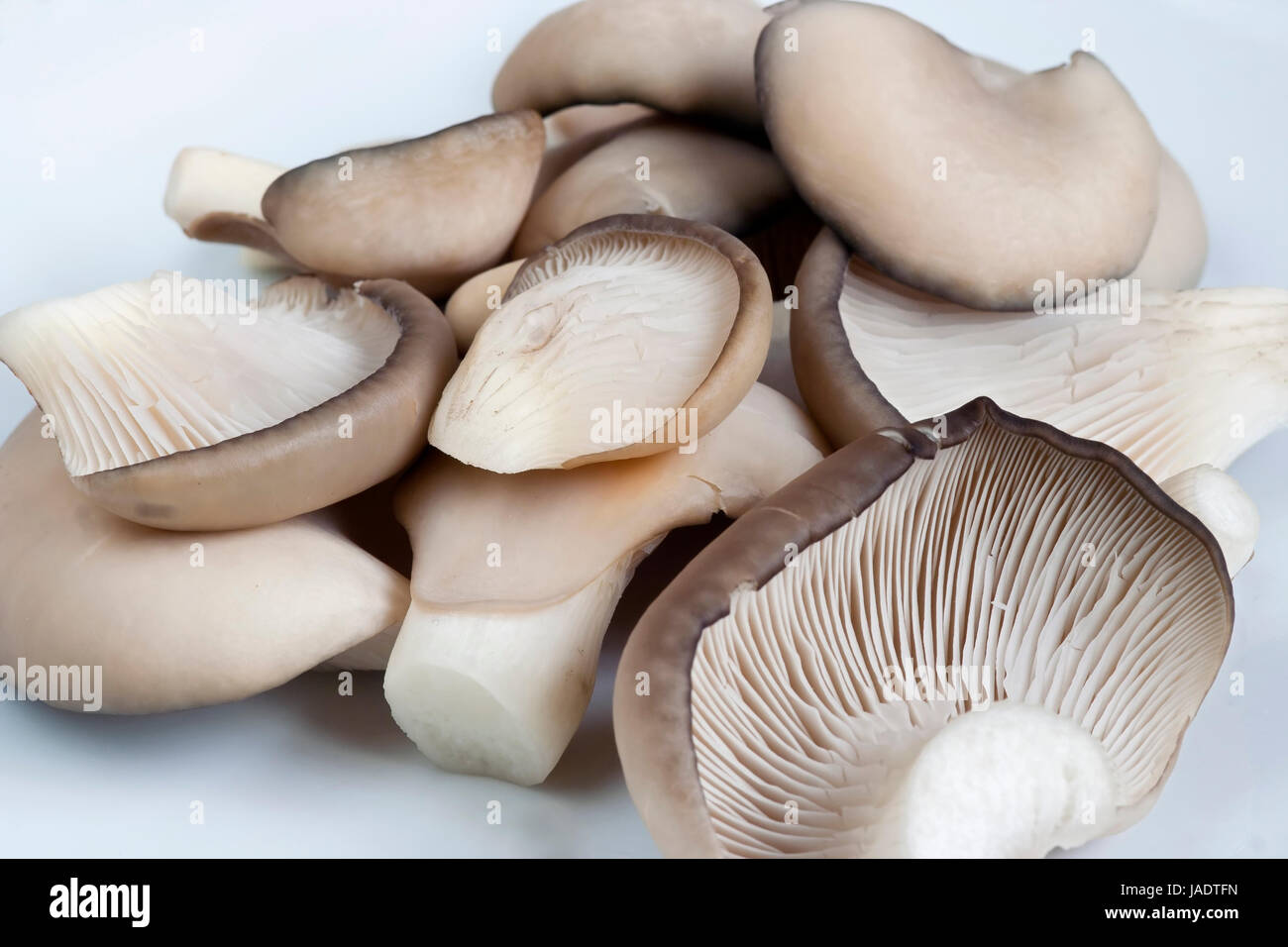 Detail of the oyster cap mushroom Stock Photo - Alamy