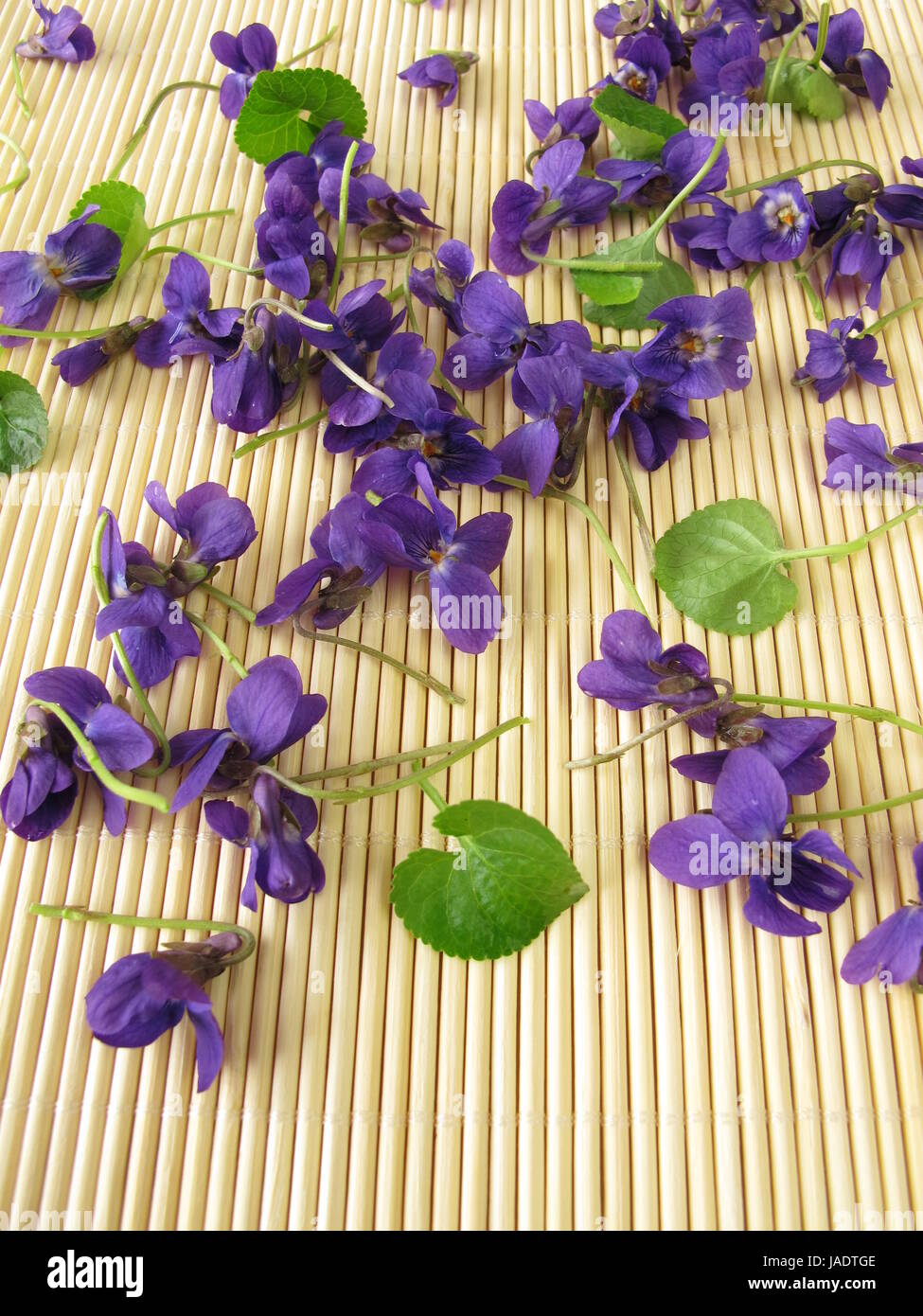 Veilchenbluten hi-res stock photography and images - Alamy