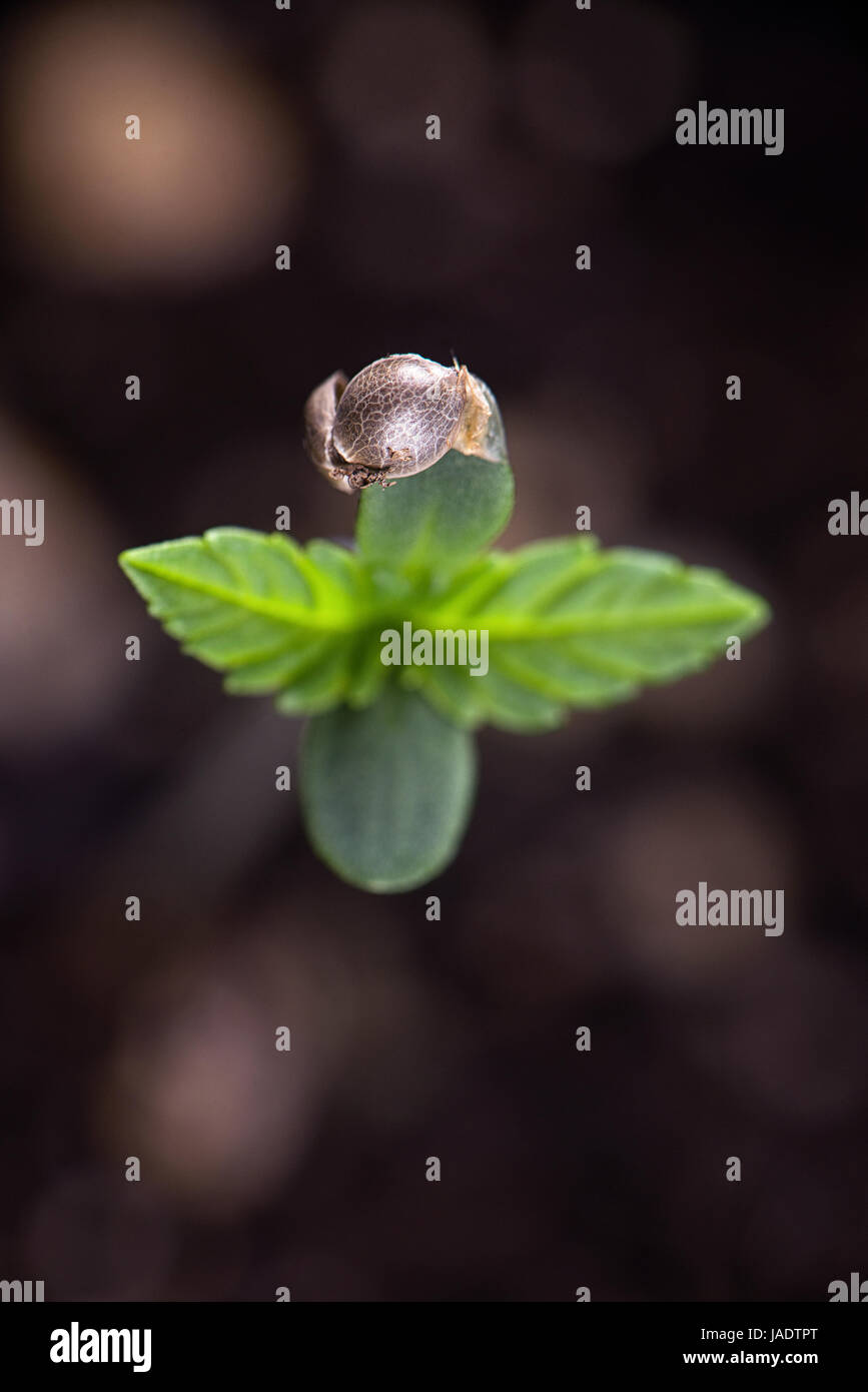 Angel indica hi-res stock photography and images - Alamy