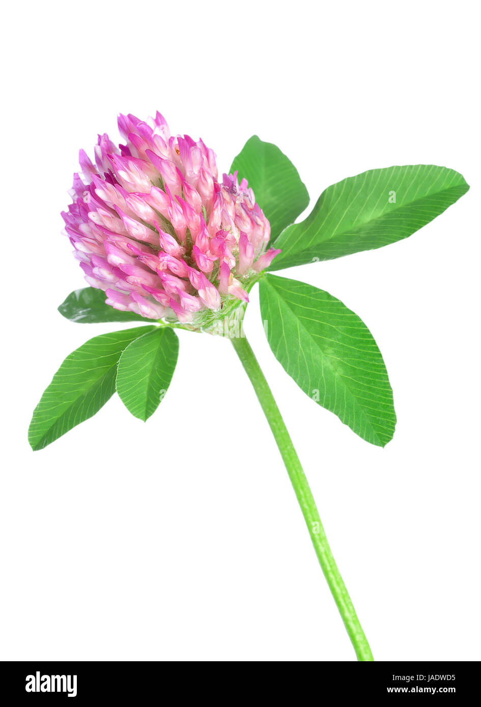 Flower barrel background Cut Out Stock Images & Pictures - Alamy