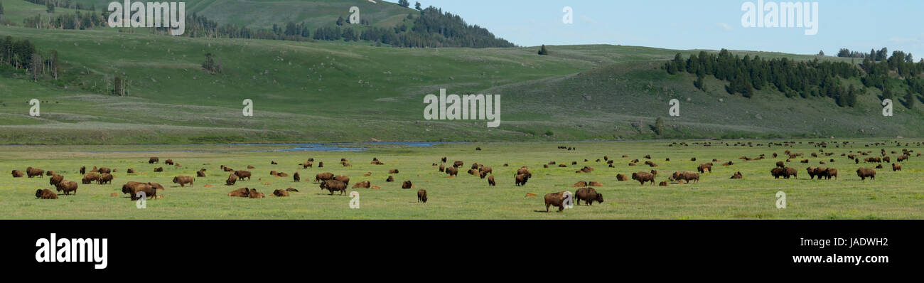 Panoramic view of bison herd grazing: American Bison (Bison bison ...