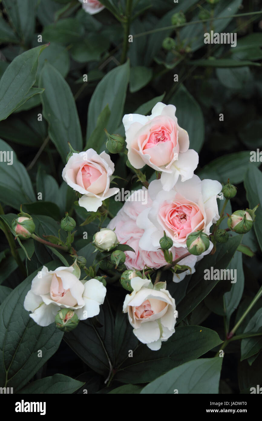 Srauchrose hi-res stock photography and images - Alamy