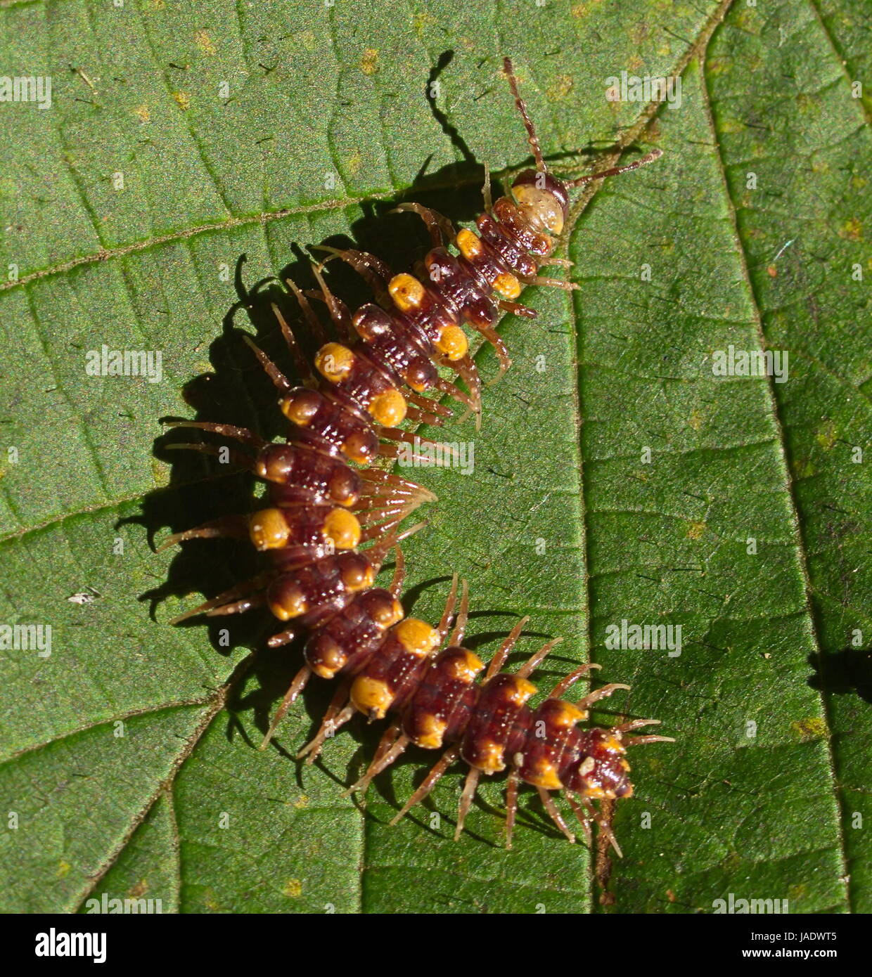 Polydesmus hi-res stock photography and images - Alamy