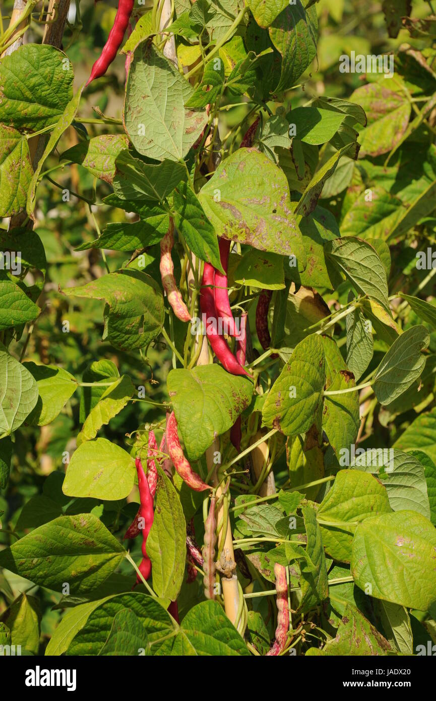 gartenbohne phaseolus vulgaris Stock Photo - Alamy