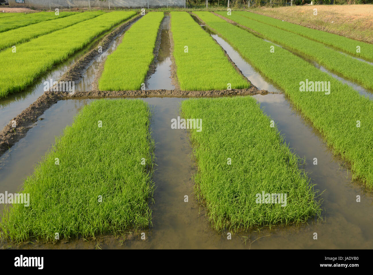 Young rice seeding in a water ready to growing in the rice field Stock ...