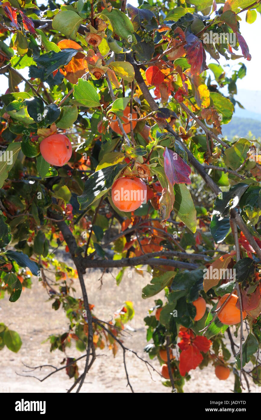 spain - kaki tree am Stock Photo - Alamy