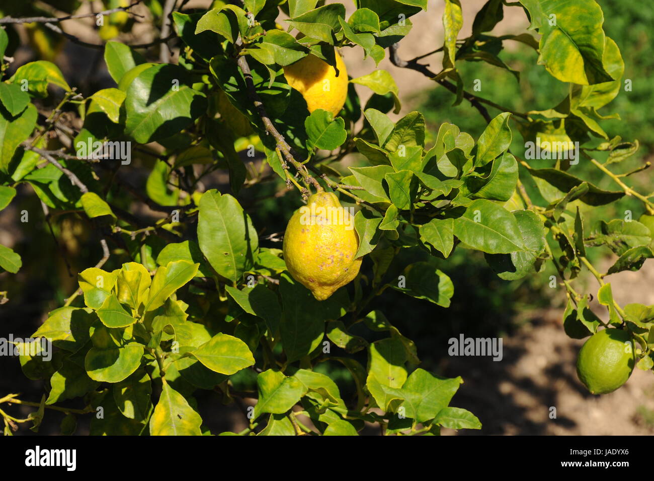 spain - lemon tree am Stock Photo - Alamy