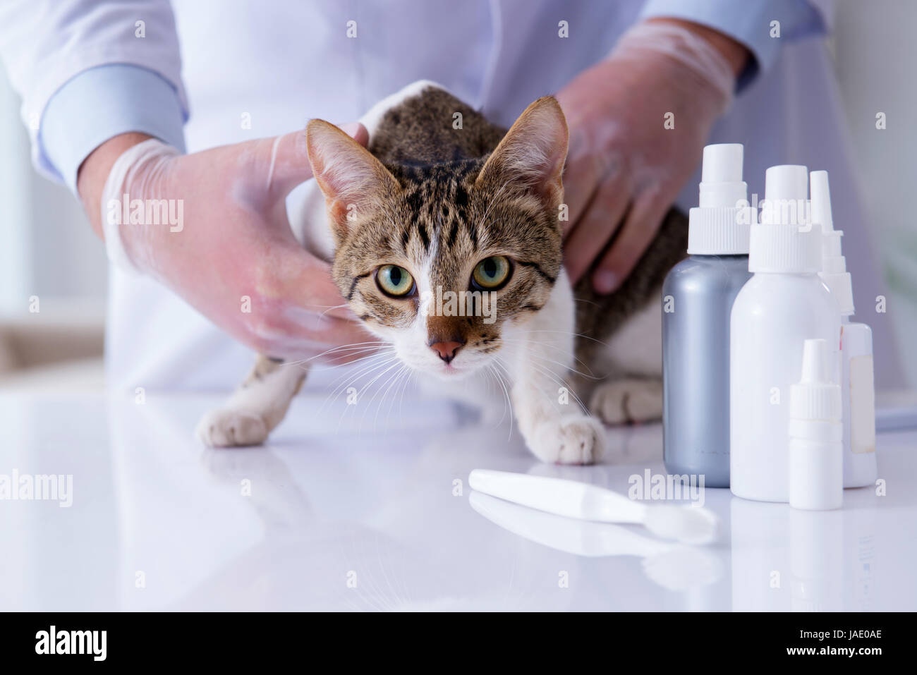 Cat visiting vet for regular check up Stock Photo - Alamy