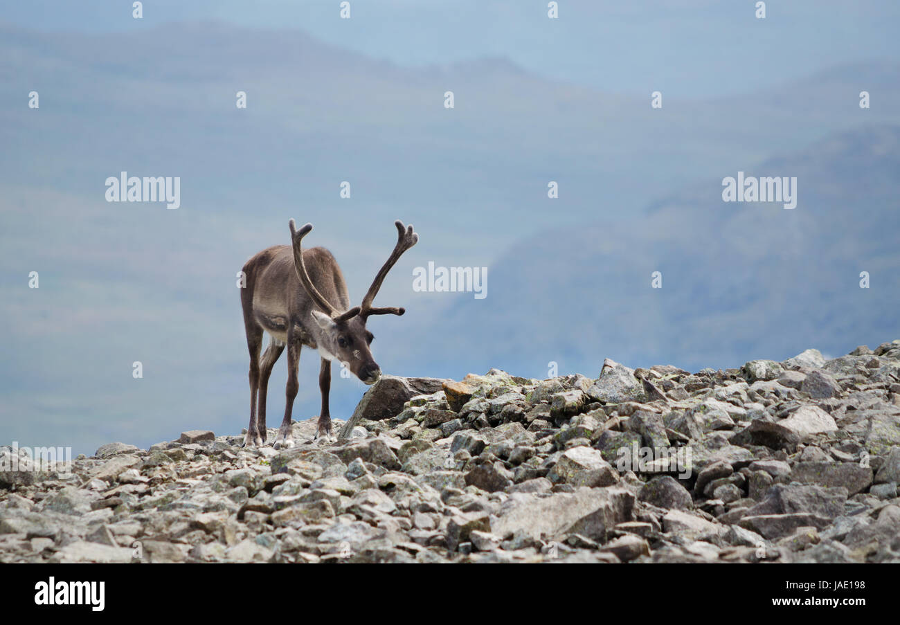 Jotunheimen national park animal hi-res stock photography and images ...