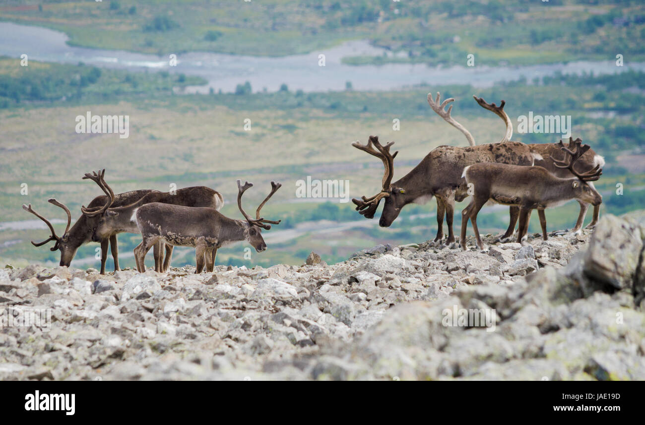 Jotunheimen national park animal hi-res stock photography and images ...