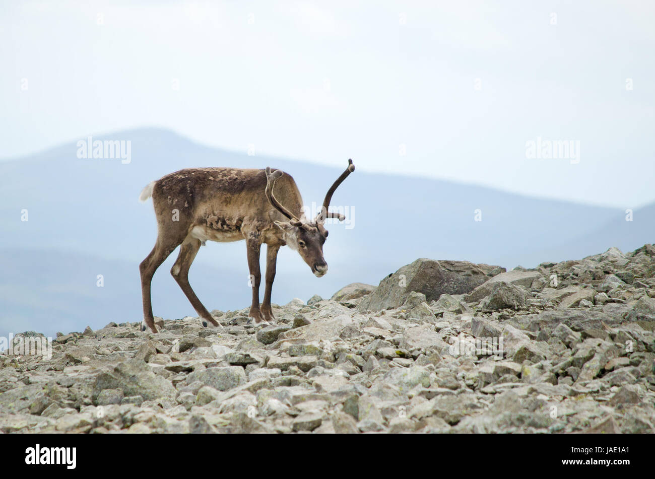 Jotunheimen National Park Animal High Resolution Stock Photography and ...
