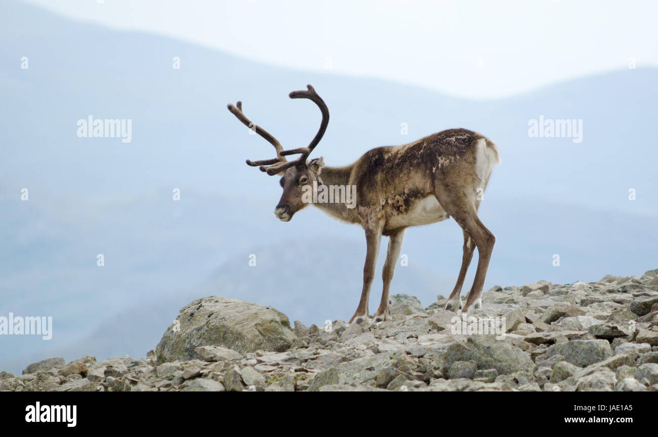 A reindeer in Jotunheimen national park, Norway Stock Photo - Alamy