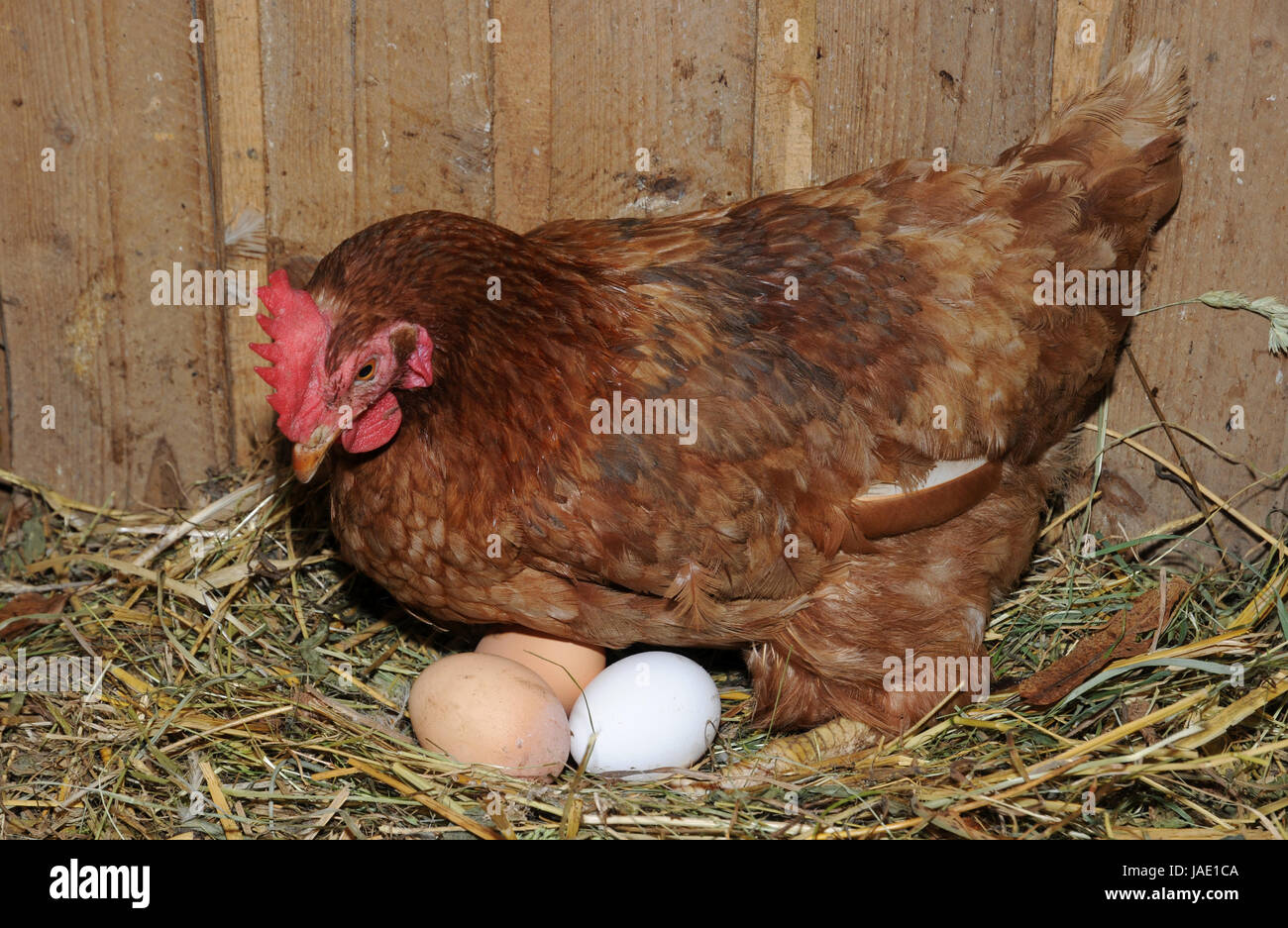 Nest feathers egg hi-res stock photography and images - Alamy