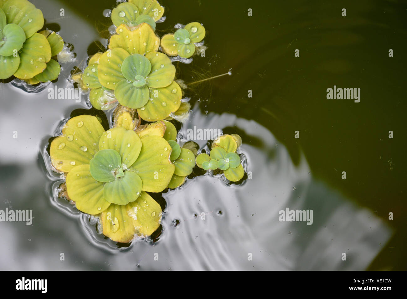 Floating plants in a pond Stock Photo - Alamy