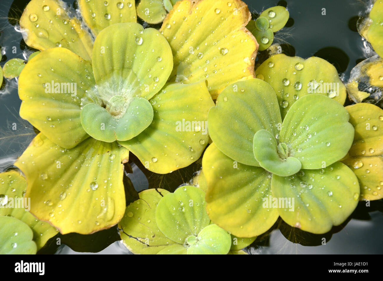 Floating plants hi-res stock photography and images - Alamy