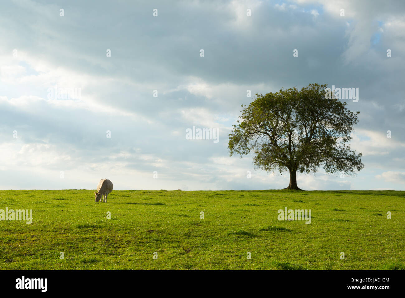 Cow and clouds hi-res stock photography and images - Alamy