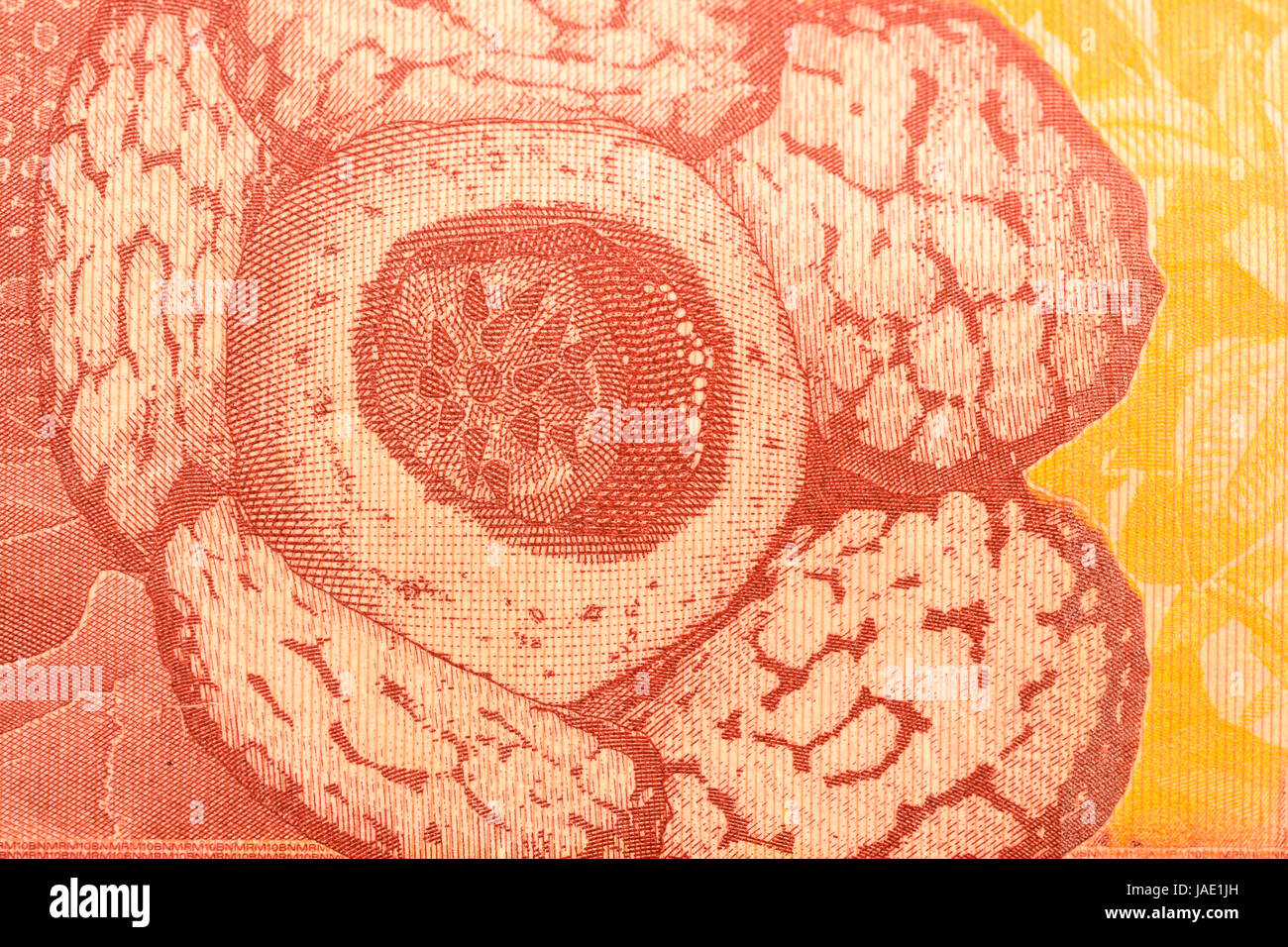 Close up Malaysia Ringgit currency note, Malaysian ringgit Ringgit ...