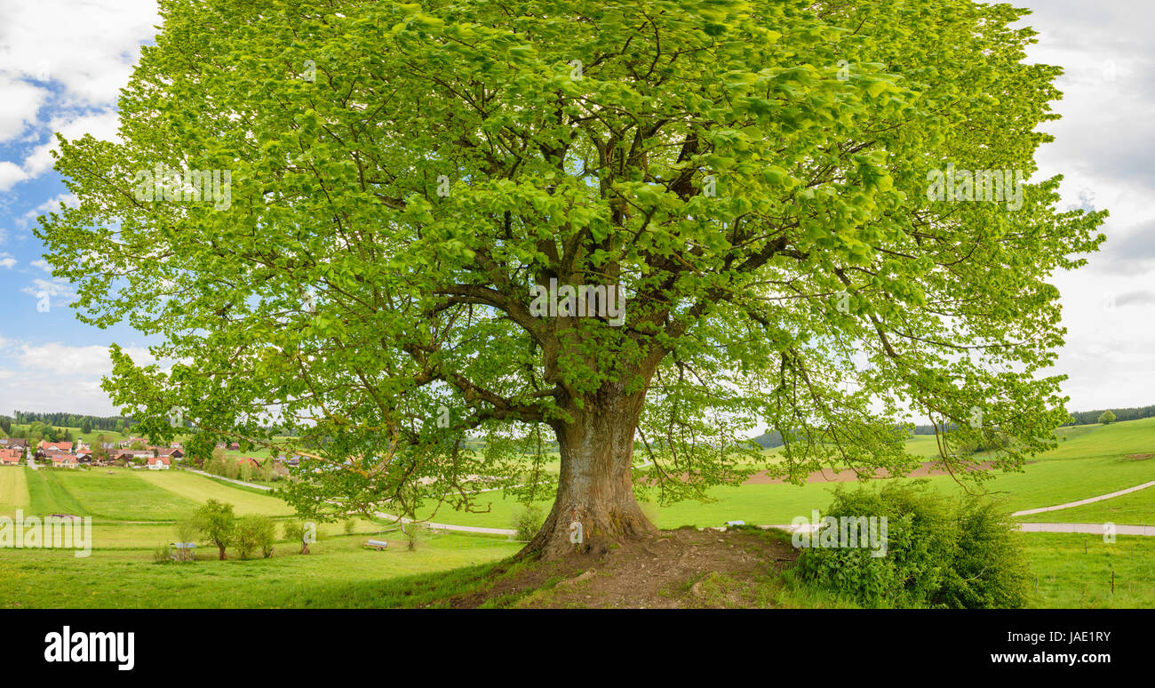 single big old linden tree at spring Stock Photo - Alamy