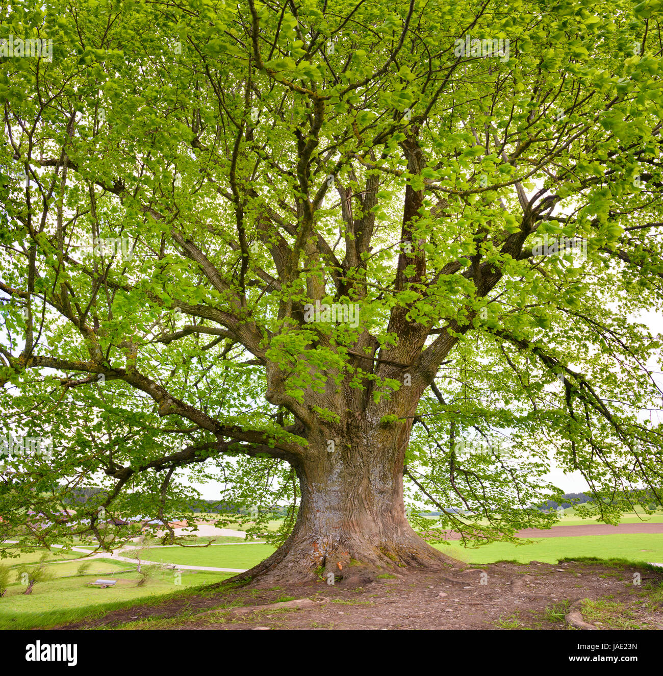 single big old linden tree at spring Stock Photo - Alamy