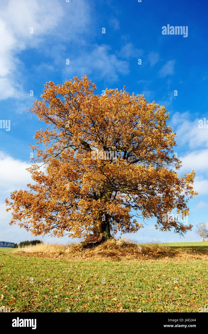 alone orange autumn tree on a green meadow and blue sky with clouds ...