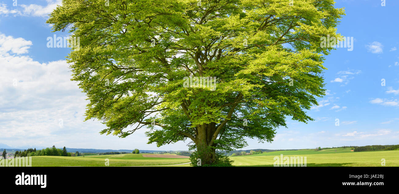 single big old beech tree at spring Stock Photo - Alamy