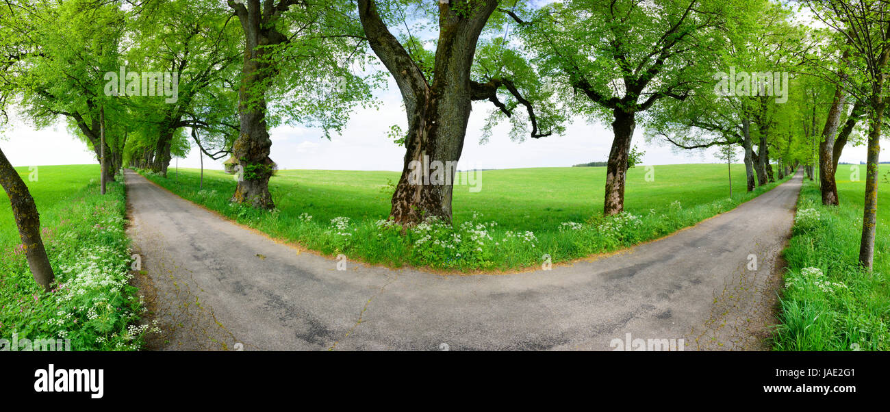 panorama of linden tree avenue with small path inside Stock Photo - Alamy