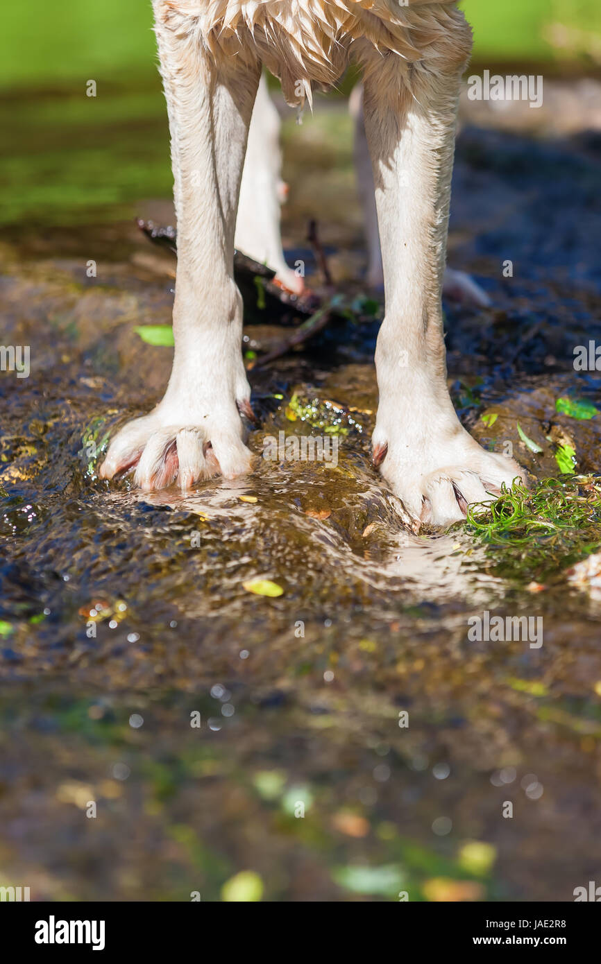 Wet dog standing in a river hi-res stock photography and images - Alamy