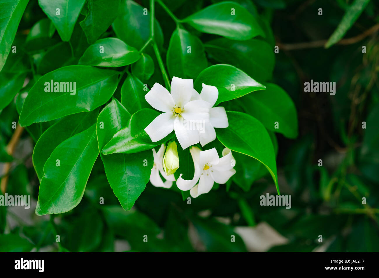 Flora murray hi-res stock photography and images - Alamy