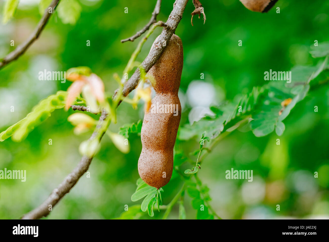 Tamarind on the tree in the garden Stock Photo - Alamy