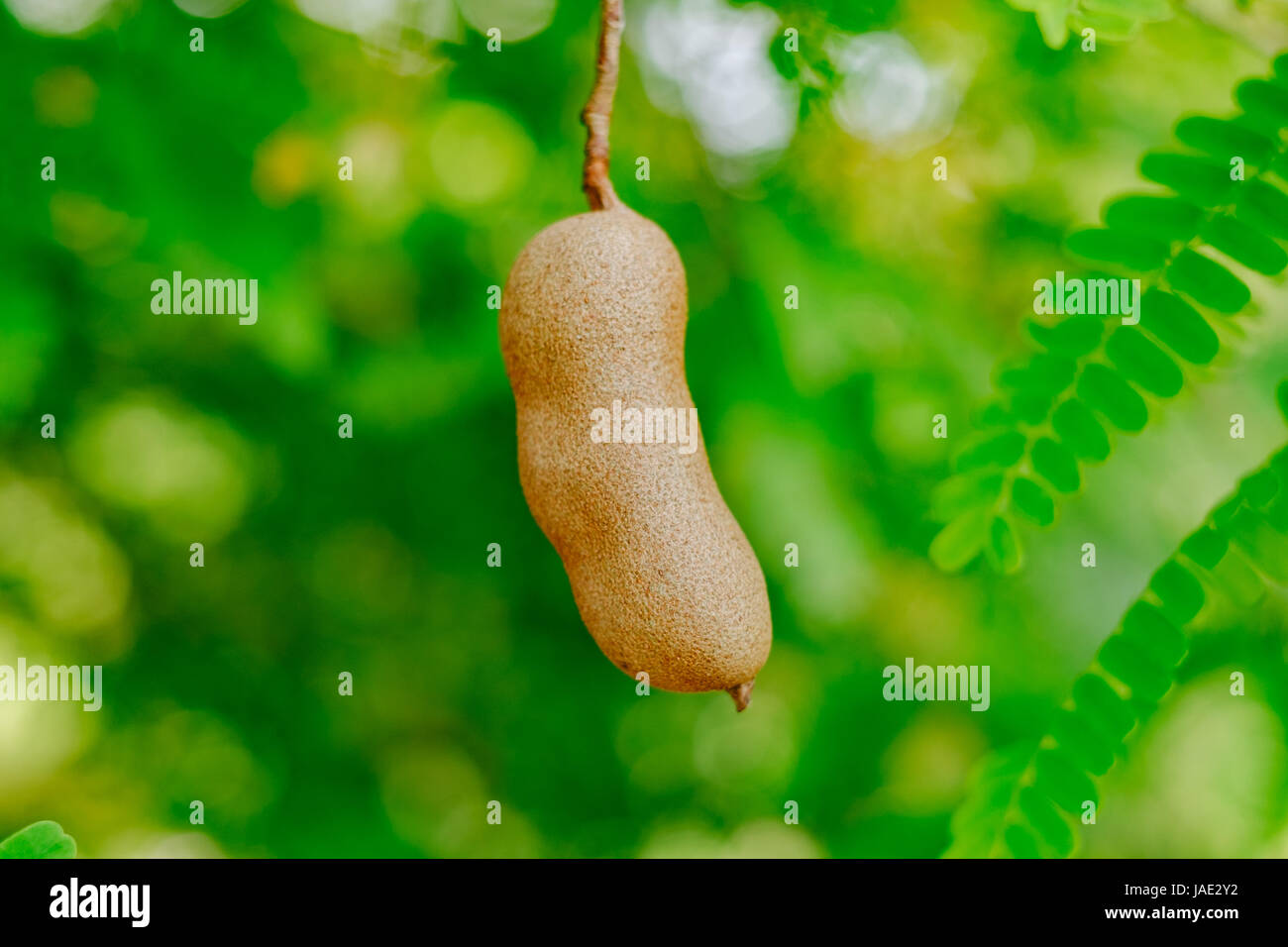 Tamarind on the tree in the garden Stock Photo - Alamy