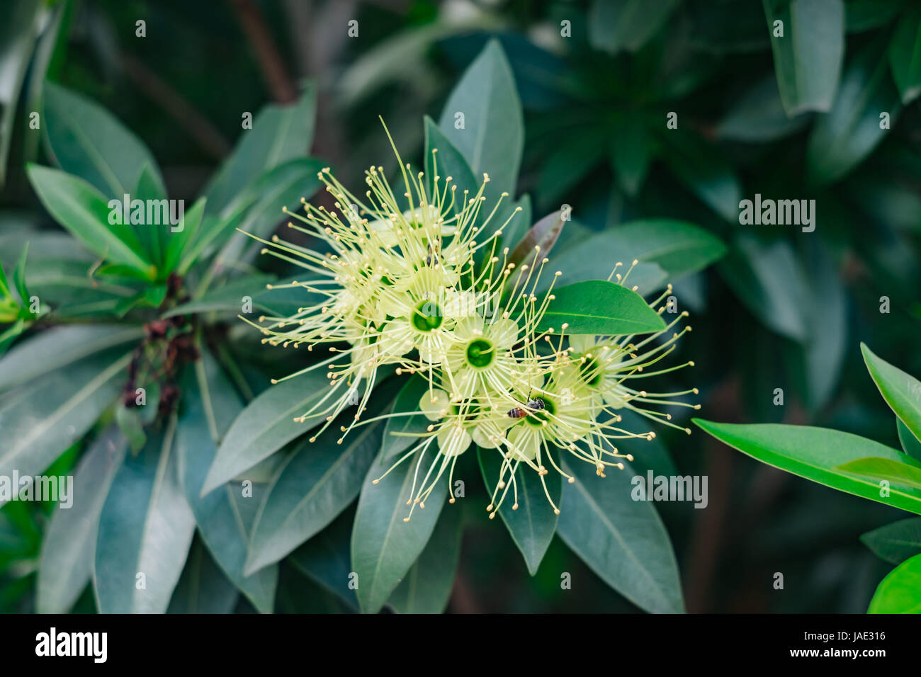 Yellow sweet leaf in garden Stock Photo - Alamy
