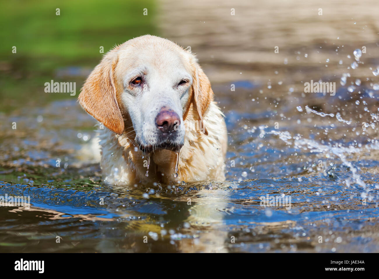 Labrador dog splashing in river hi-res stock photography and images - Alamy