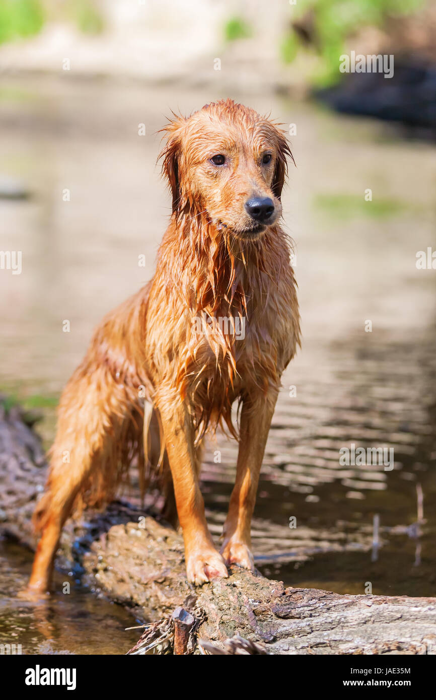 portrait of a golden retriever standing in a river Stock Photo - Alamy