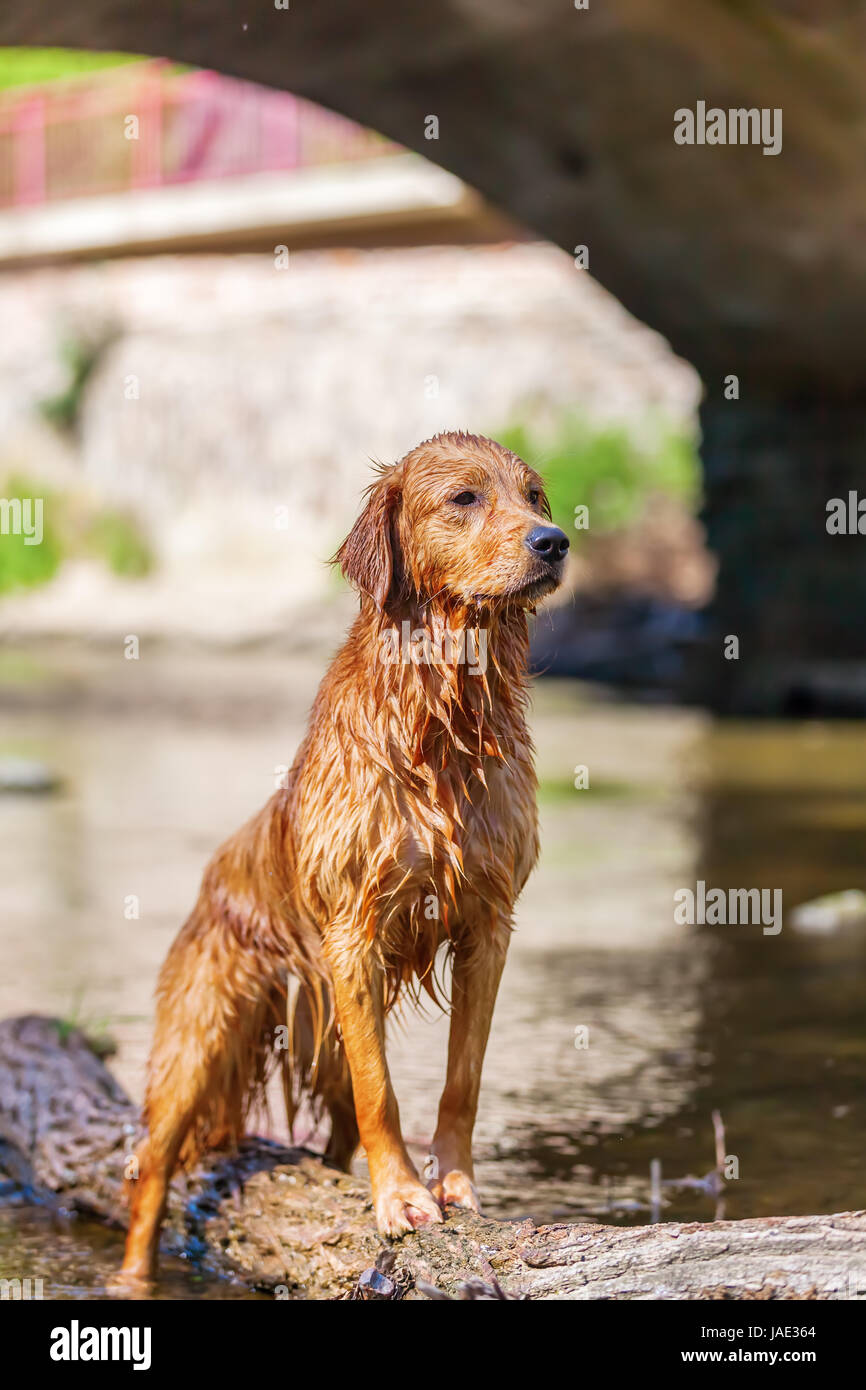 portrait of a golden retriever standing in a river Stock Photo - Alamy