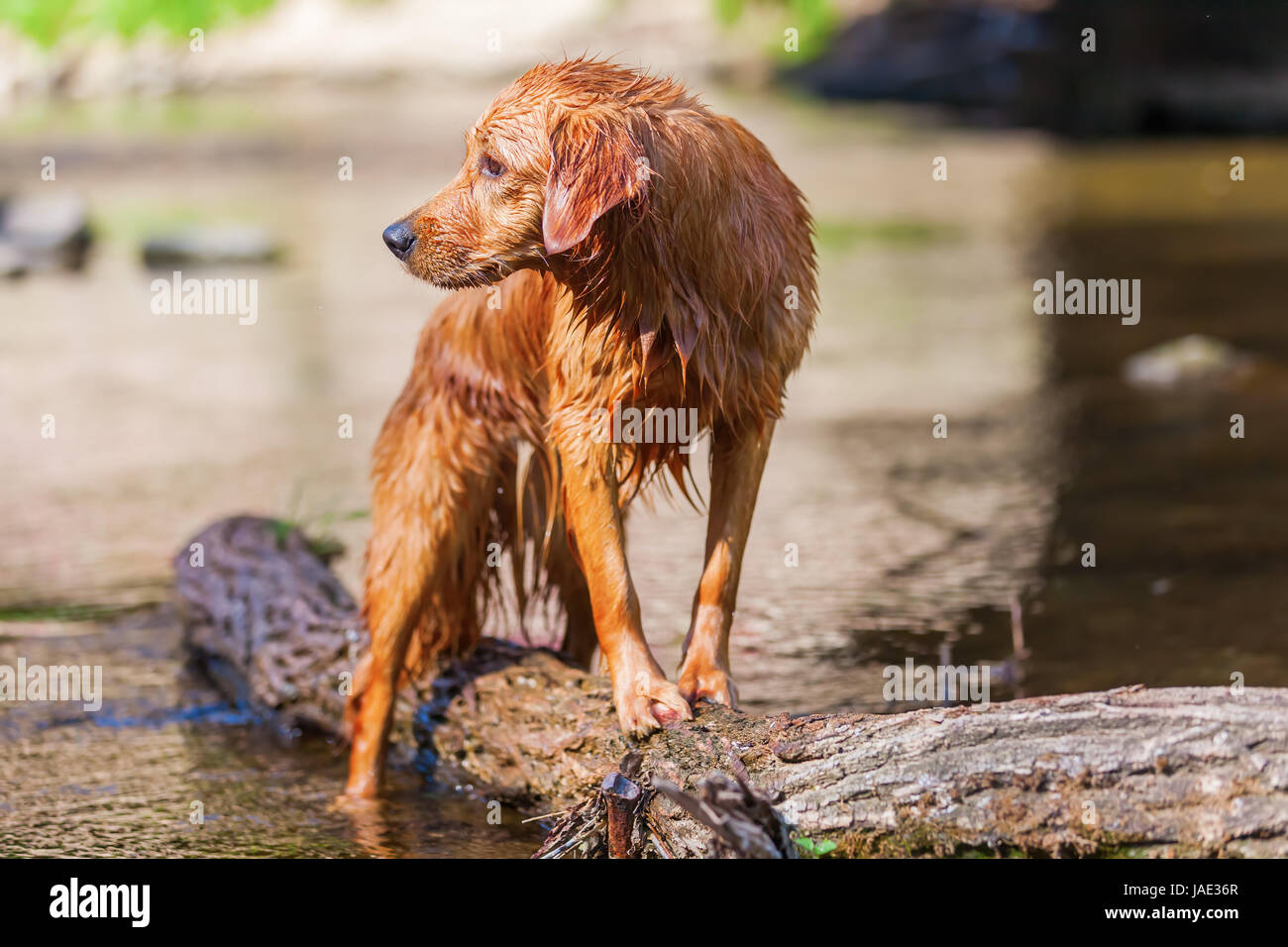 portrait of a golden retriever standing in a river Stock Photo - Alamy