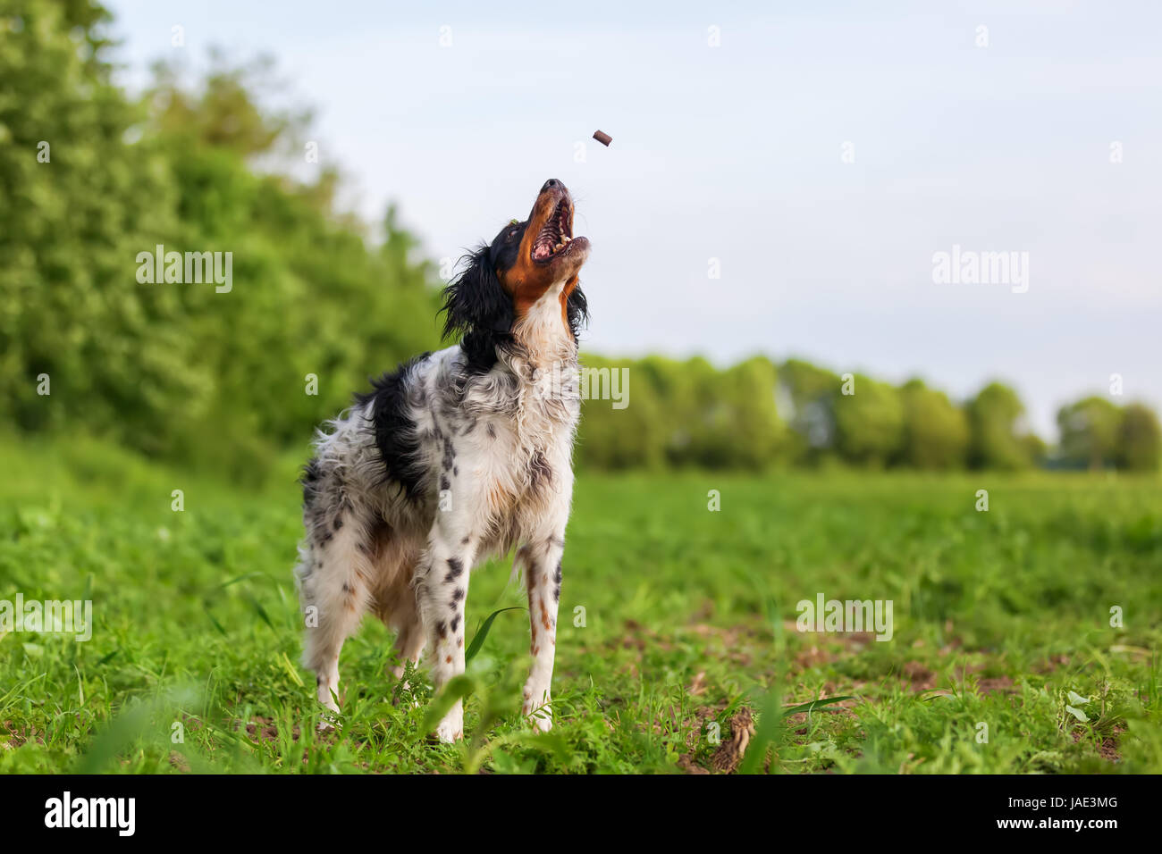 Brittany dog snatching for a thrown treat Stock Photo - Alamy