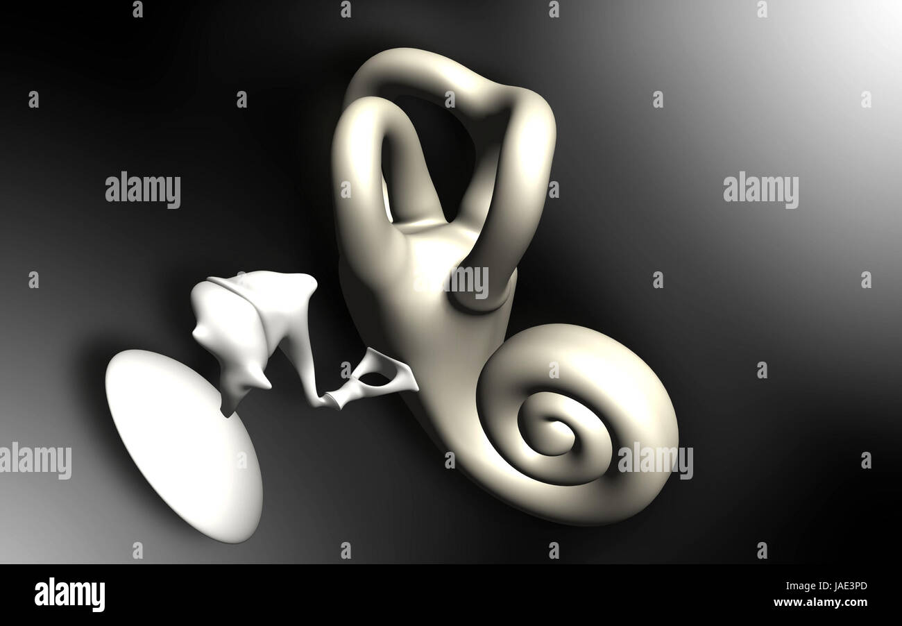 Inner ear cross section hi-res stock photography and images - Alamy