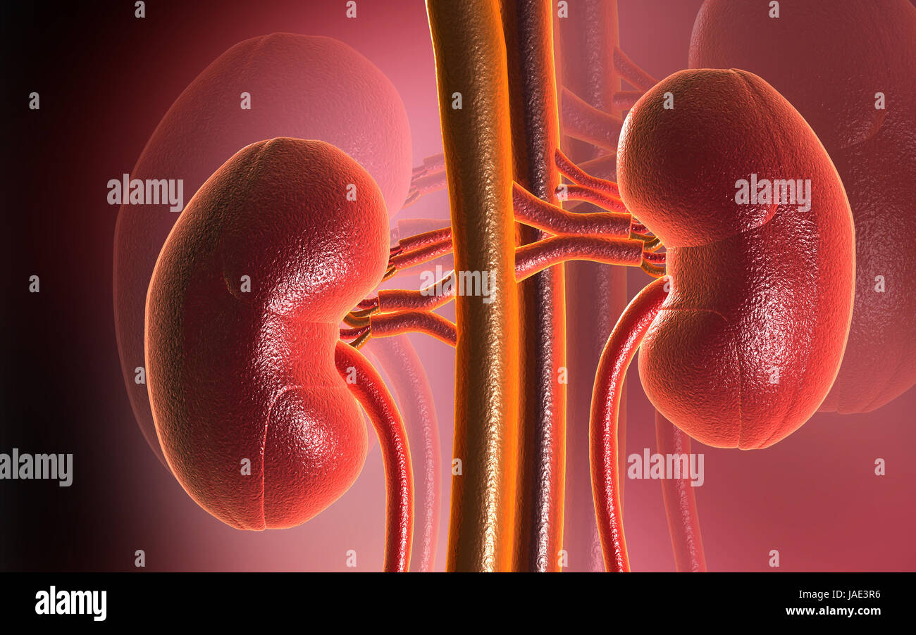 Physiology digital technology medical hi-res stock photography and ...