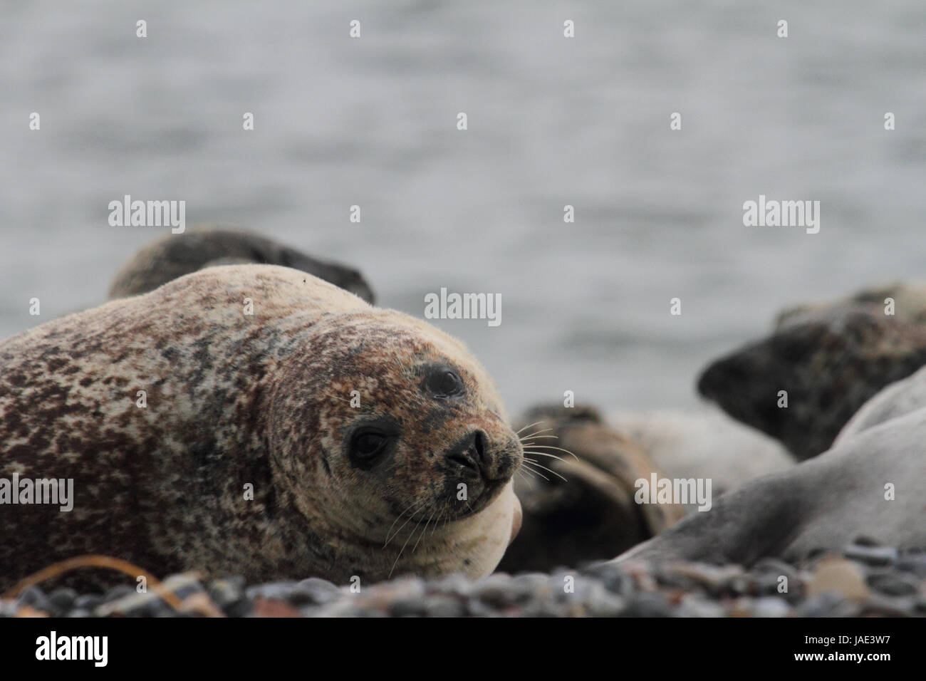 Seehunde am Kiesstrand Stock Photo - Alamy