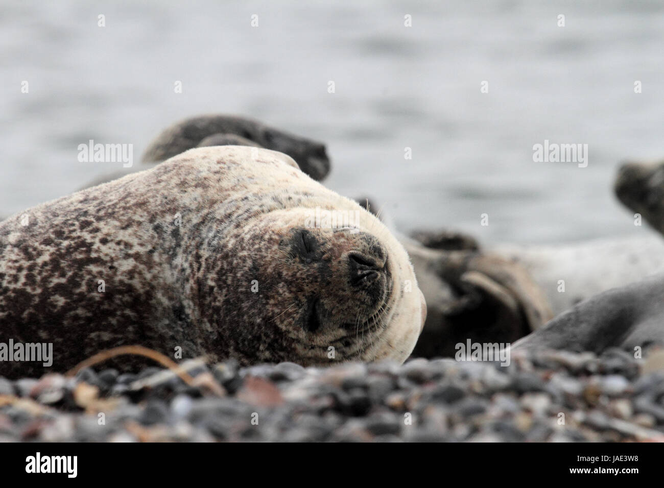 Seehunde am Kiesstrand Stock Photo - Alamy