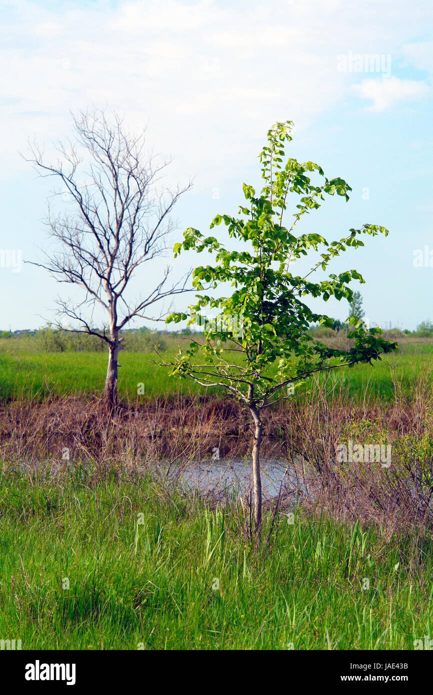 Live and dead trees Stock Photo - Alamy