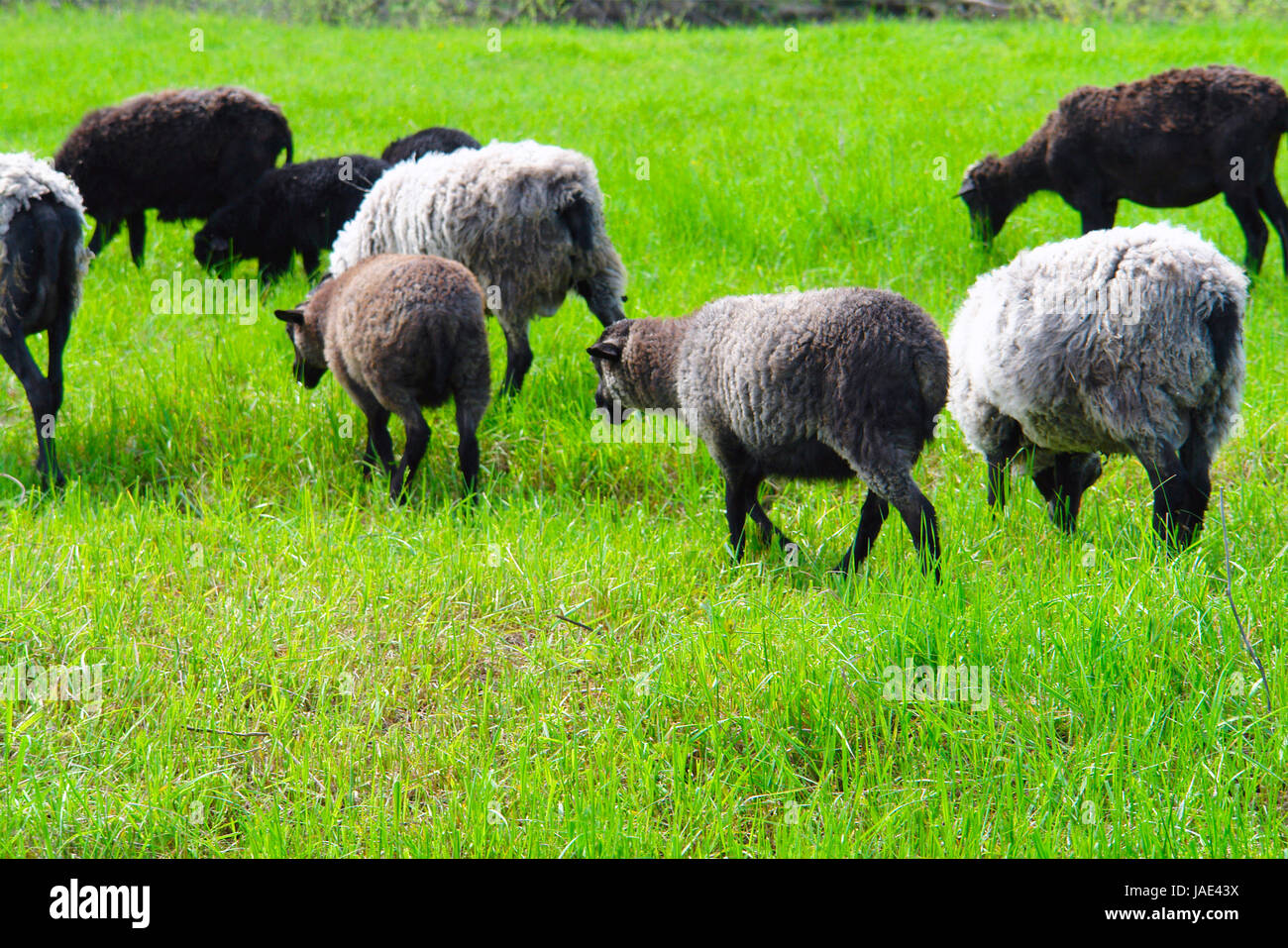 Sheep Stables High Resolution Stock Photography and Images - Alamy