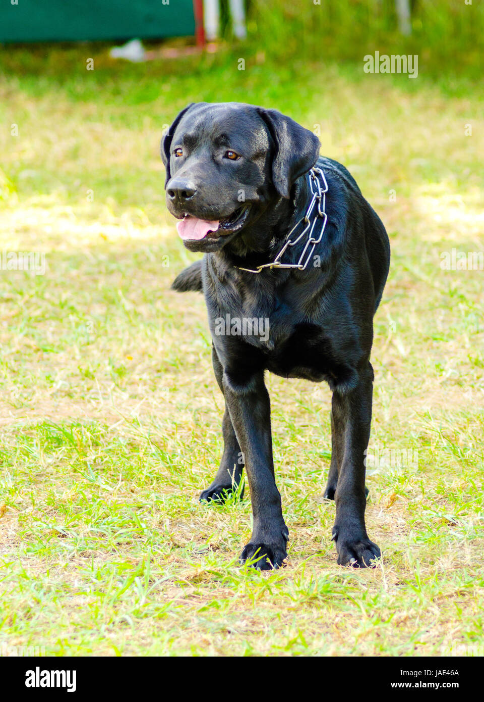 A young beautiful black labrador retriever standing happily on the lawn ...